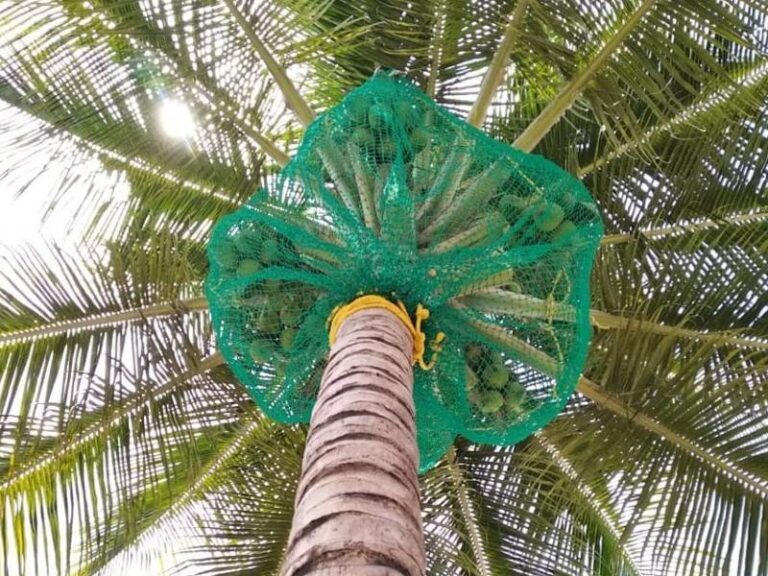 Coconut Tree Safety Nets in Bangalore – Varshidh Safety Nets – Call ...